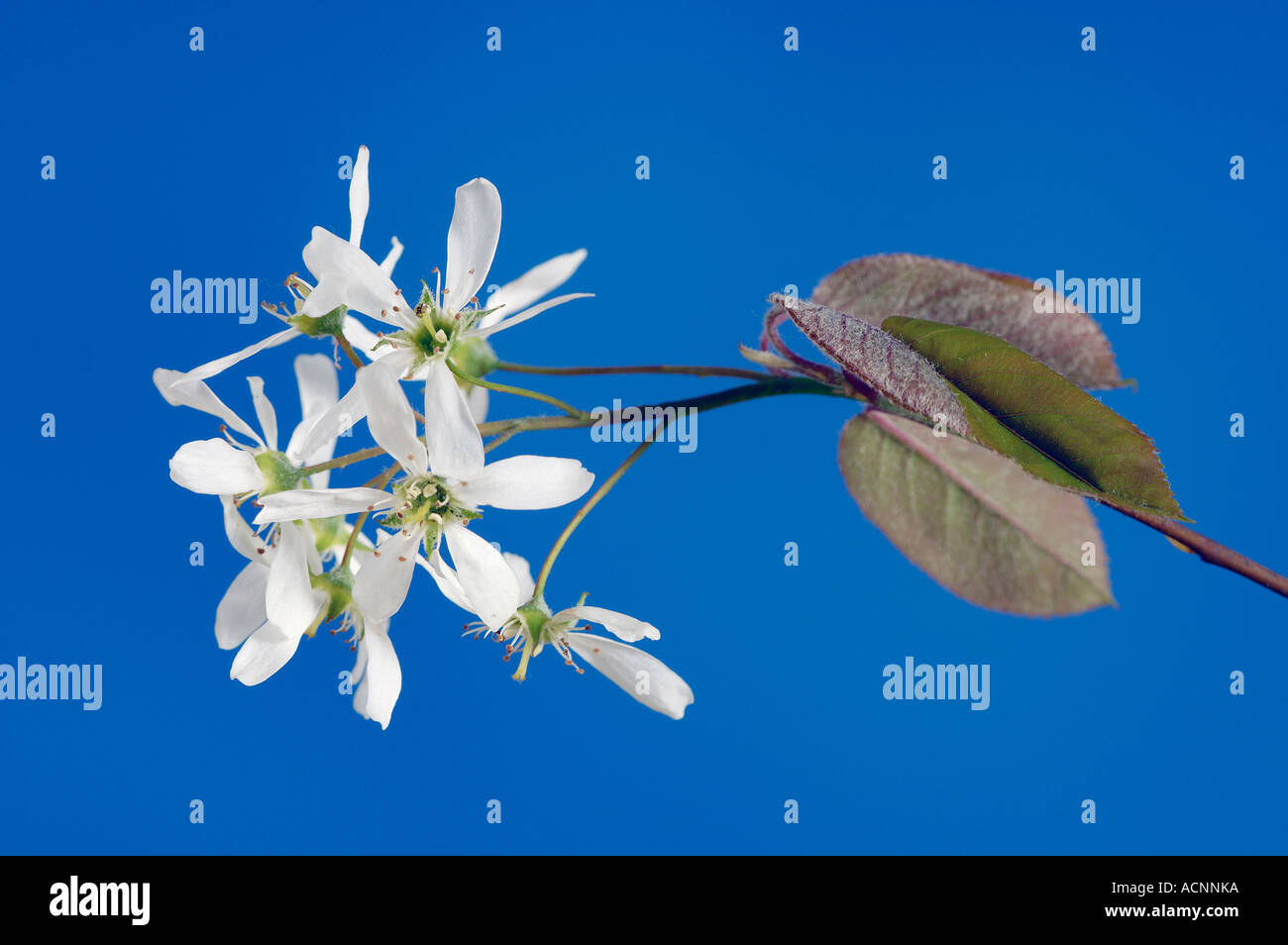 Allegheny serviceberry amelanchier laevis hi-res stock photography and ...