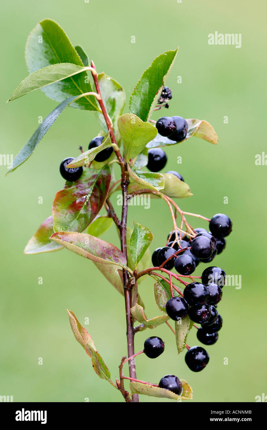 Serviceberry branch hi-res stock photography and images - Alamy