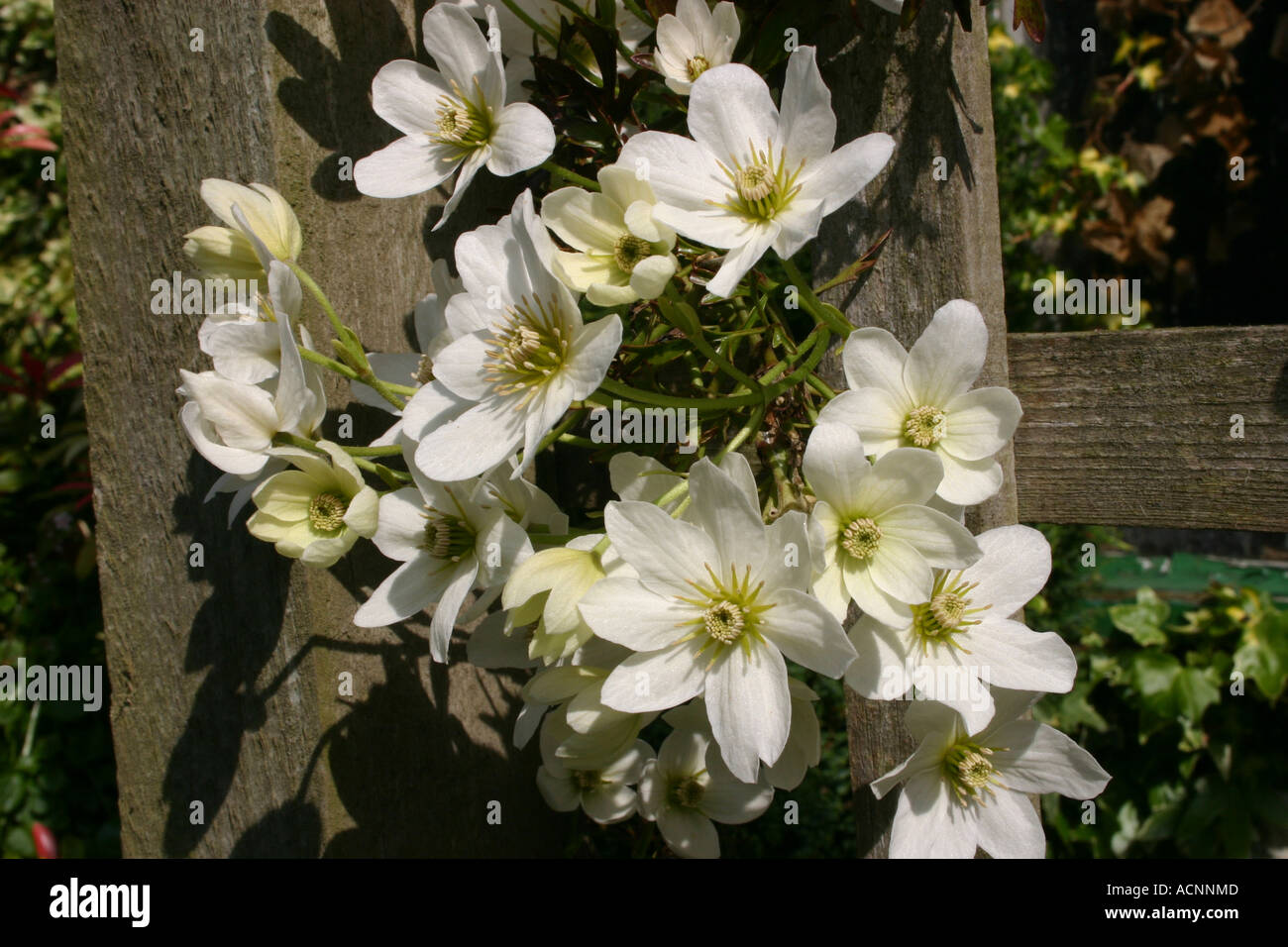 Clematis X Cartmanii Joe Stock Photo - Alamy