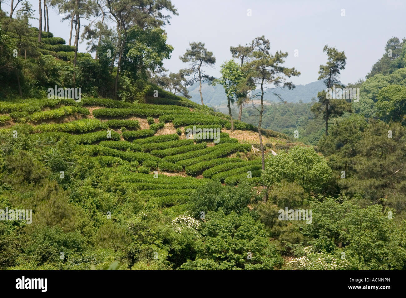 Longjing Green Tea Terrace Fields Longjing Village Hangzhou China Stock ...