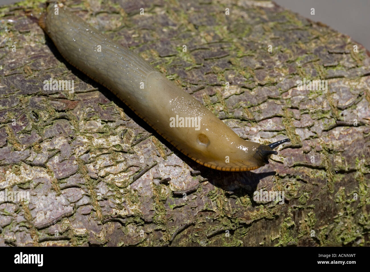 Orange variety of the large black slug Arion ater agg crawling on log ...