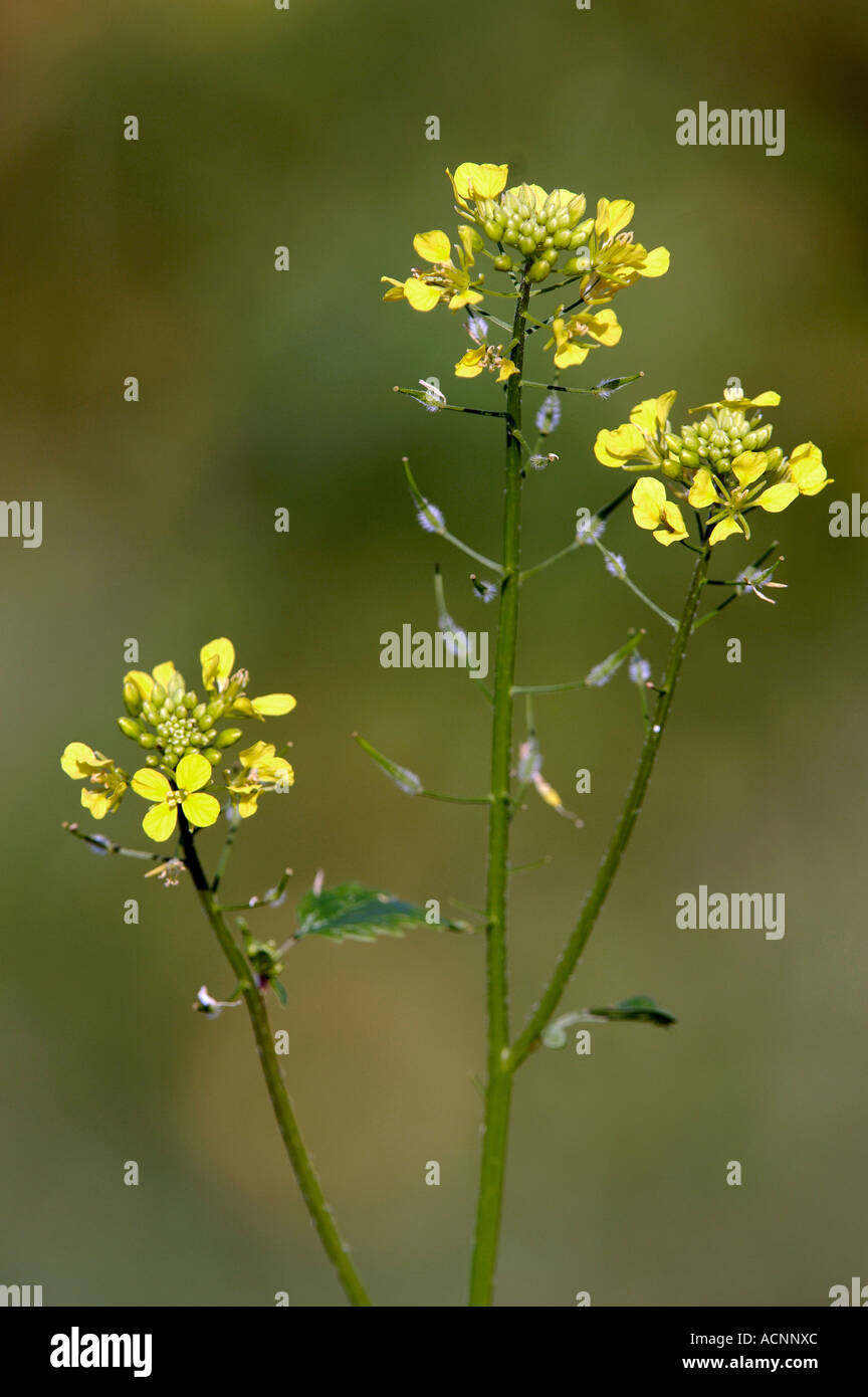 Wild mustard hi-res stock photography and images - Alamy