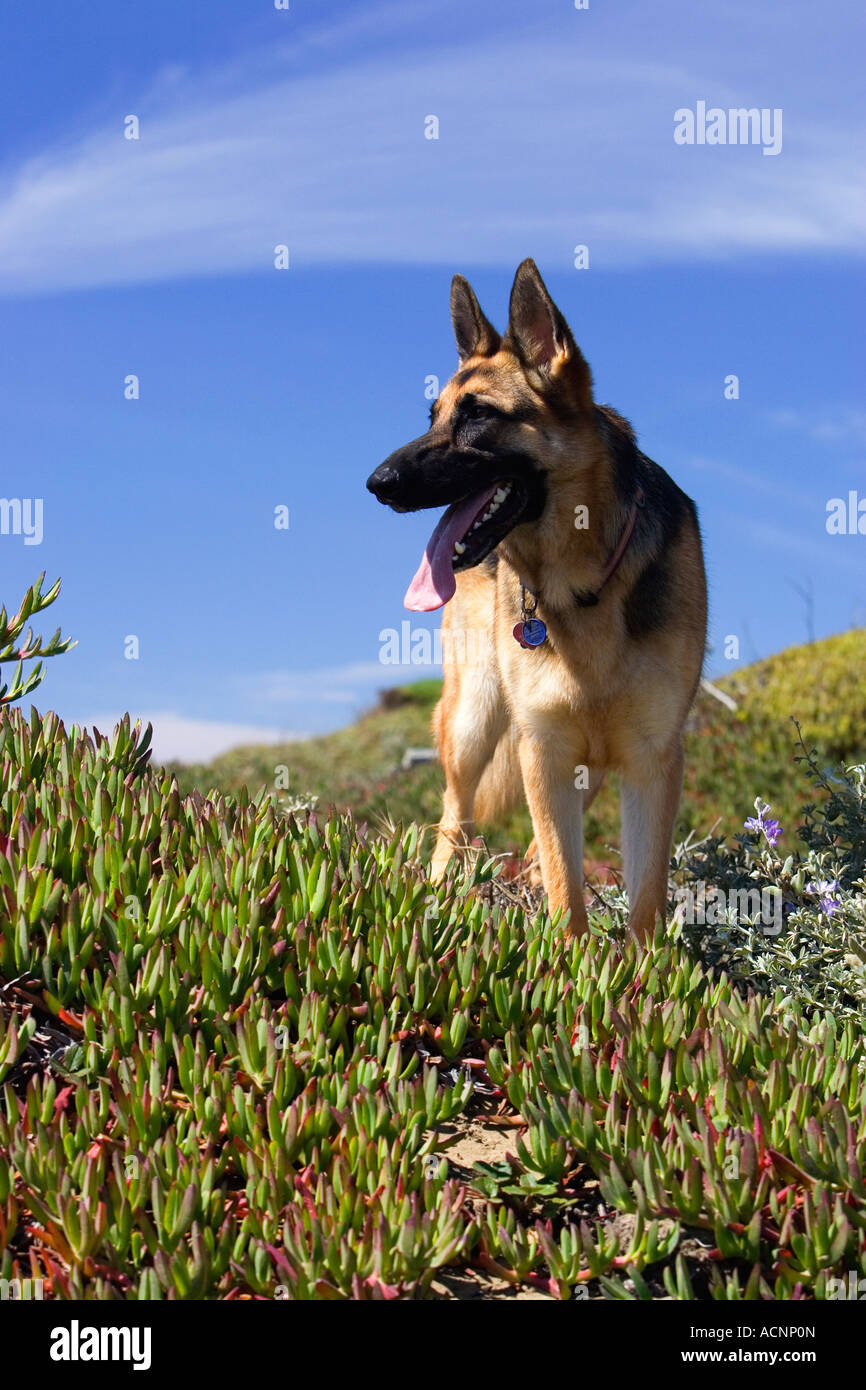 German Shepherd profile Stock Photo - Alamy