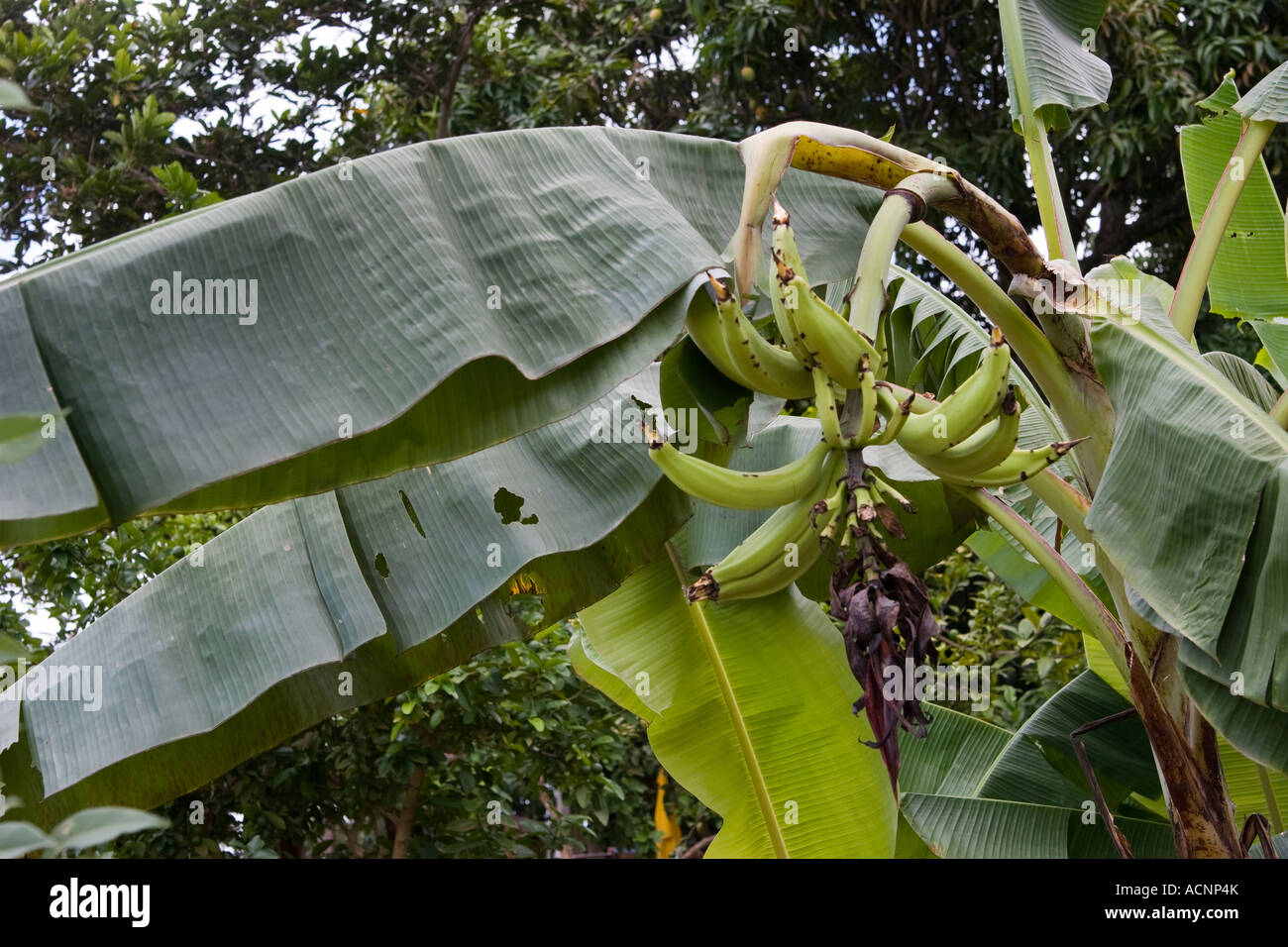 Diseased Banana Tree, Panama, Central America Stock Photo - Alamy