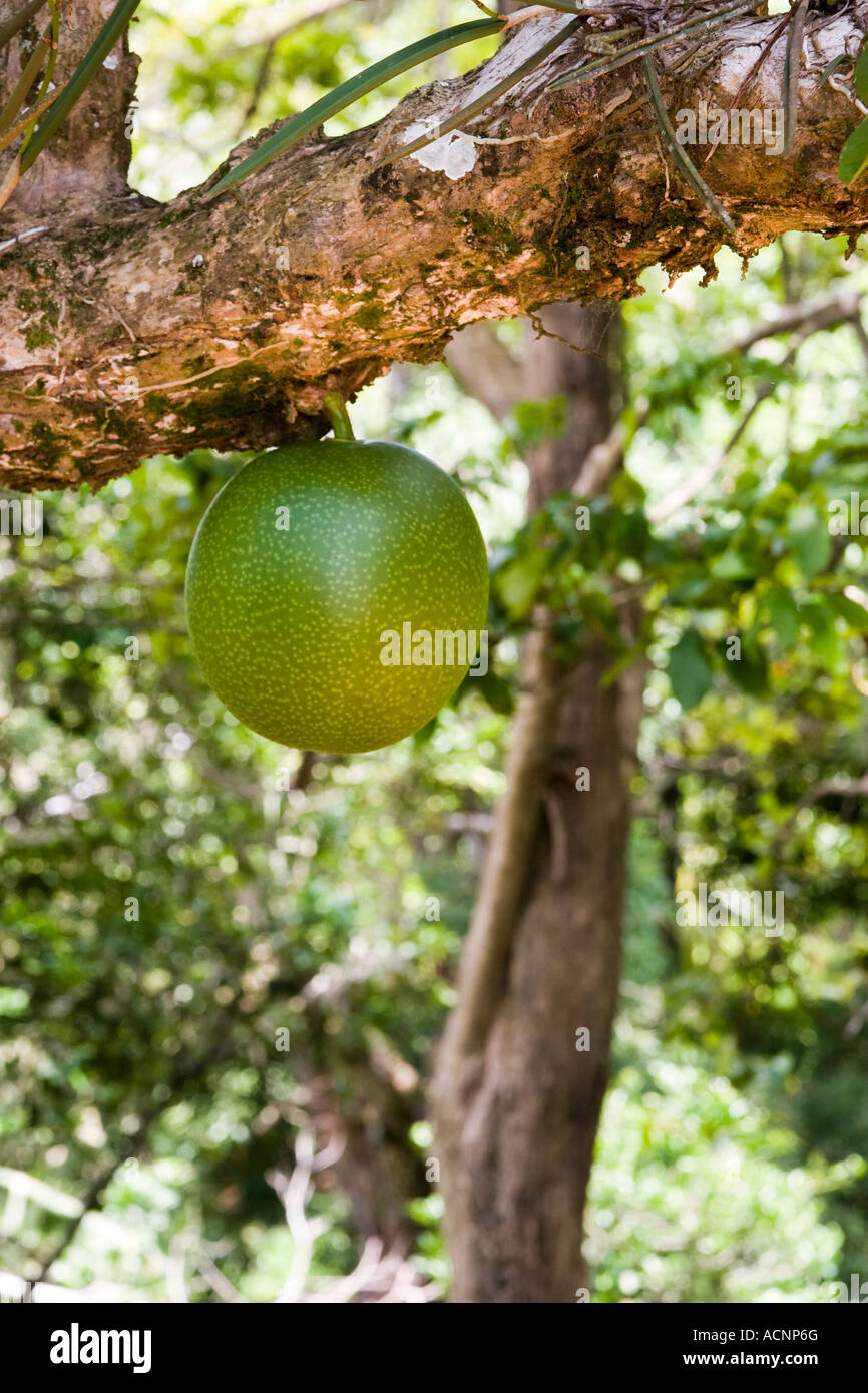 Crescentia cujete, Calabash tree, gourd tree Stock Photo - Alamy