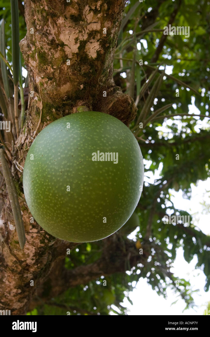 Crescentia cujete, Calabash tree, gourd tree Stock Photo - Alamy