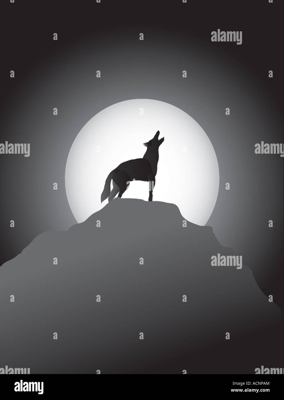 coyote howling and a very large full moon Stock Photo - Alamy