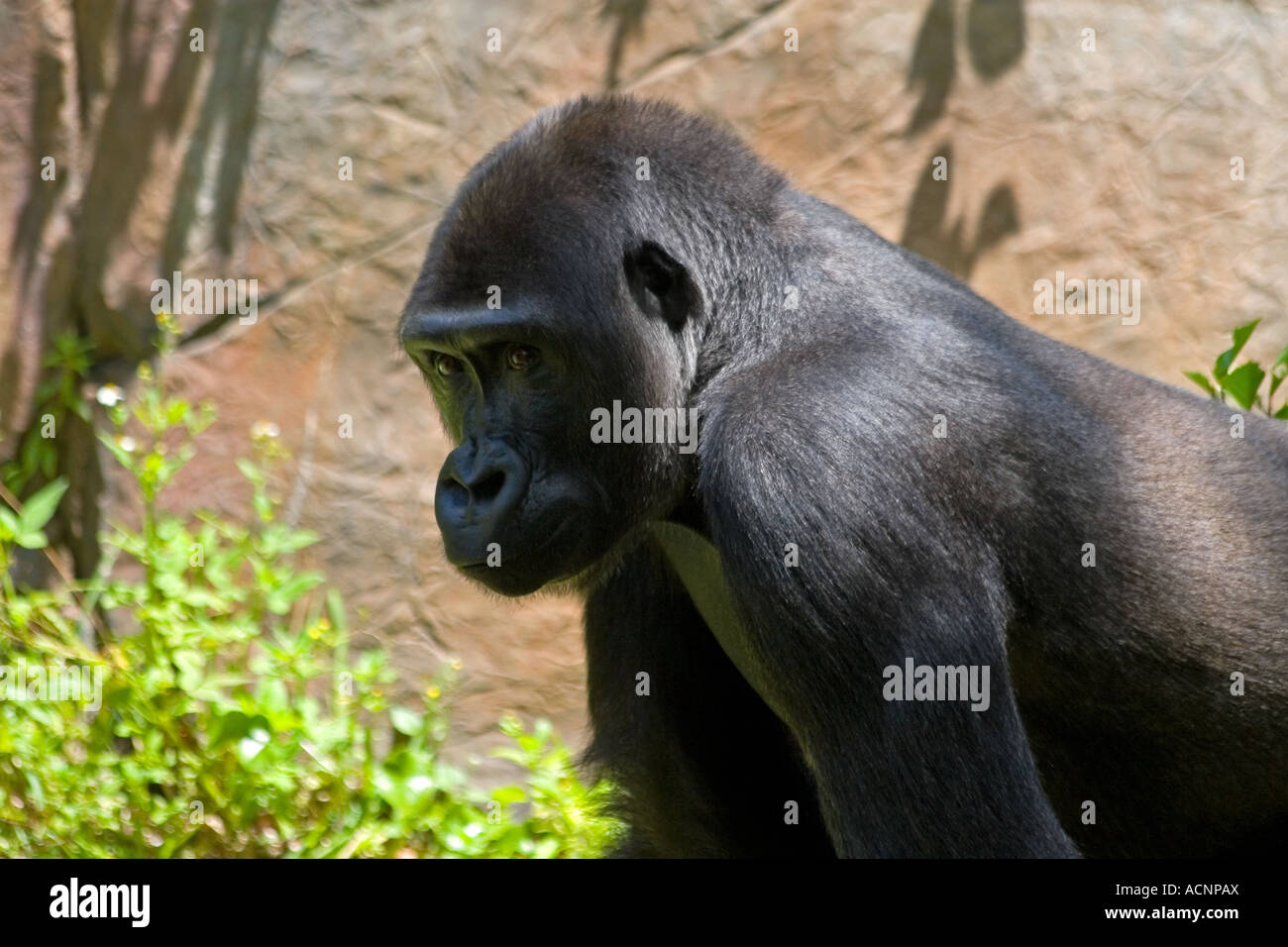 Great Ape Looking Stock Photo - Alamy