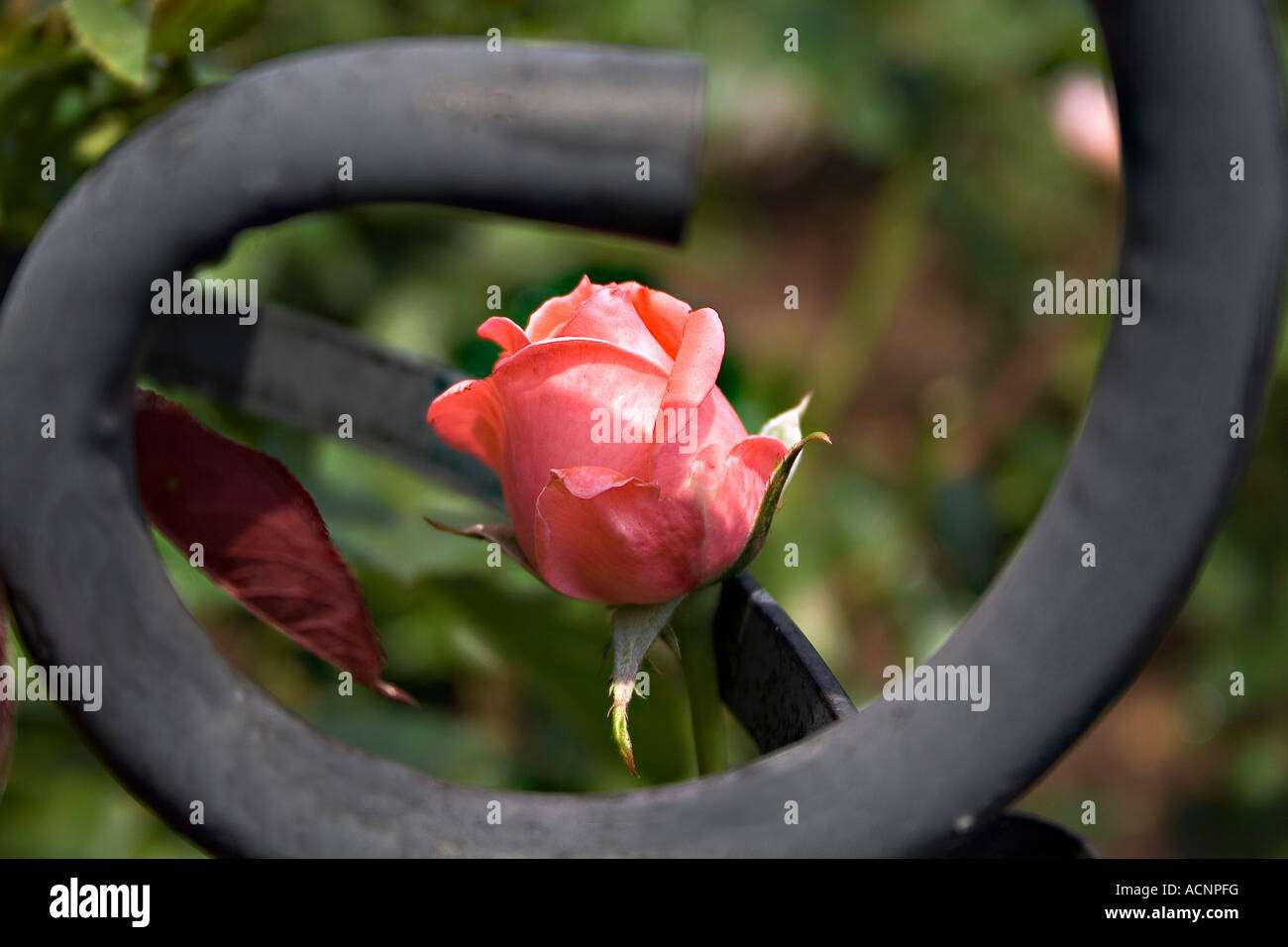 City of rosebud hi-res stock photography and images - Alamy