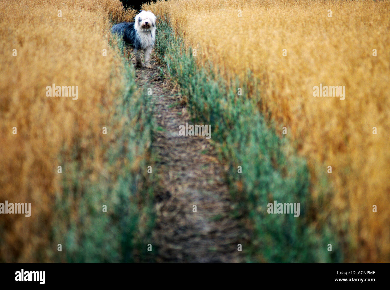 Bobtail dog in crop fields Stock Photo - Alamy