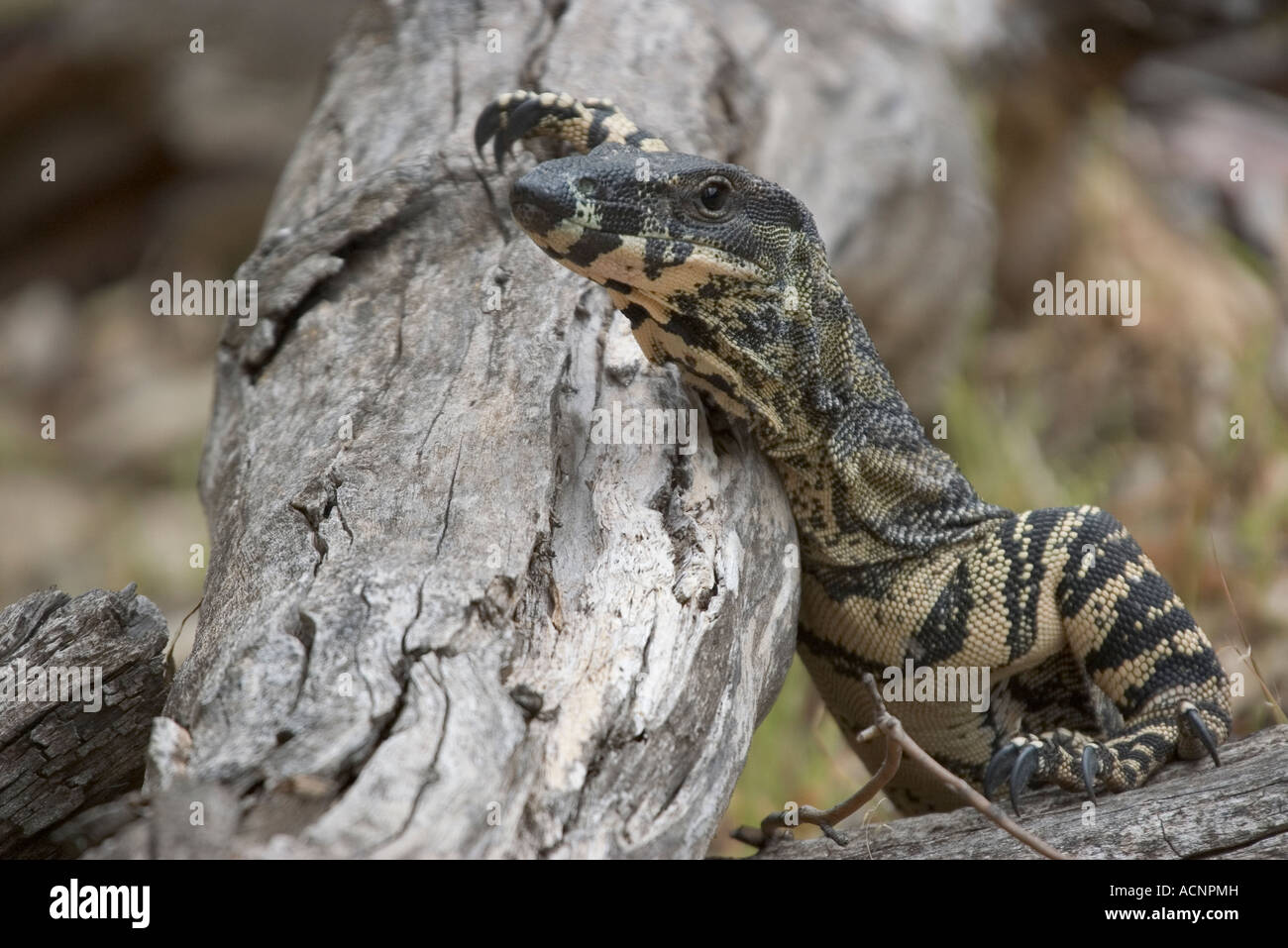a lace monitor goanna is taking a break and resting nonchalantly on a ...