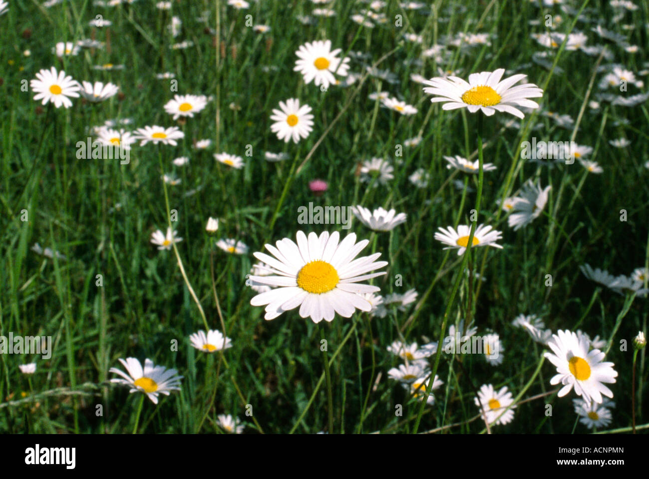 Bellis oil hi-res stock photography and images - Alamy
