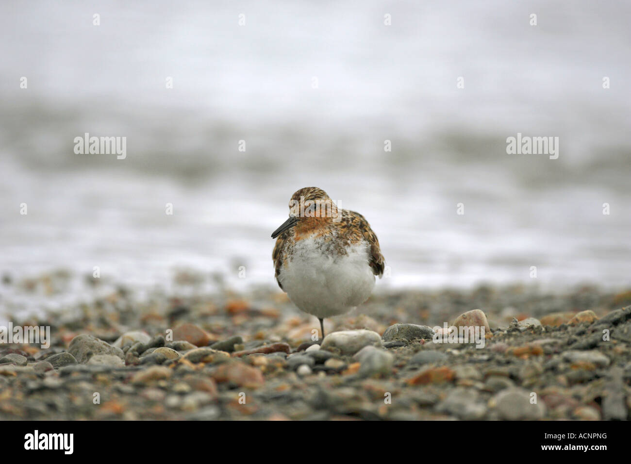 Sanderling Celidris alba standing on one leg on the beach in North ...