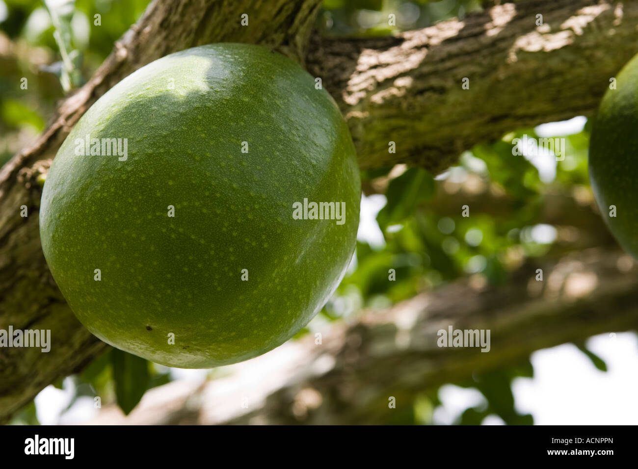 Crescentia cujete. Calabash tree. gourd tree Stock Photo - Alamy