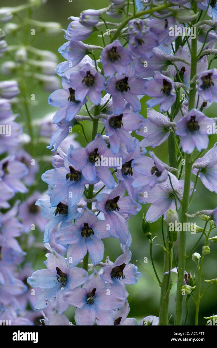light-blue Delphinium - Consolida ajacis Stock Photo - Alamy