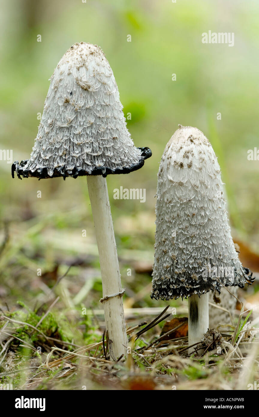 Shaggy Ink Cap Stock Photo - Alamy