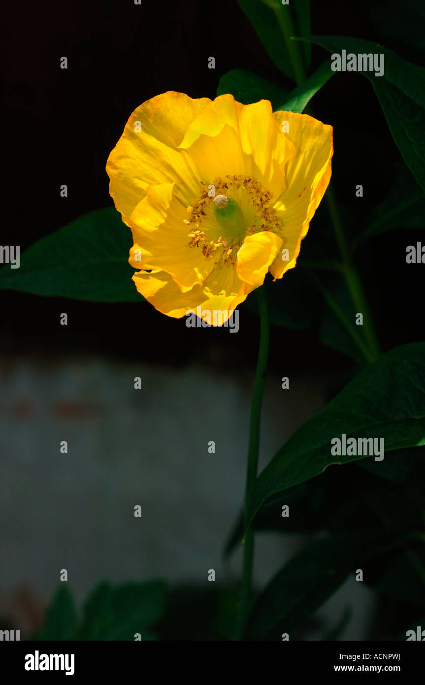 Yellow poppy hi-res stock photography and images - Alamy