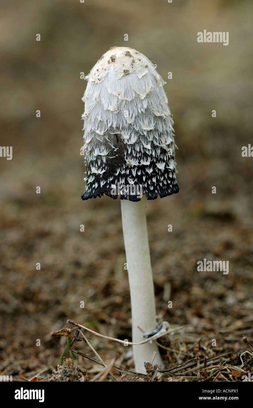 Ink cap hi-res stock photography and images - Alamy