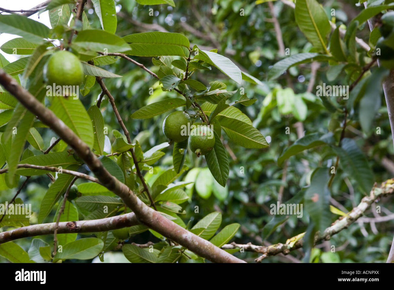 Guavas on the tree. Capira, Panama Stock Photo - Alamy
