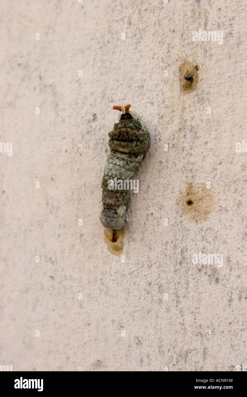 The Orange Dog caterpillar is the caterpillar of the Giant Swallowtail ...