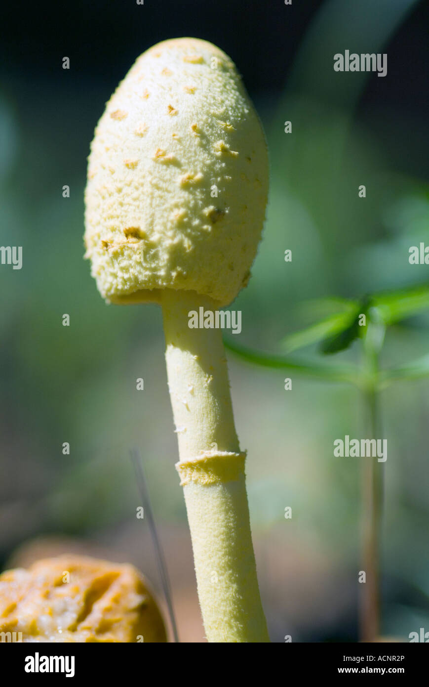 Mushroom bloom hi-res stock photography and images - Alamy