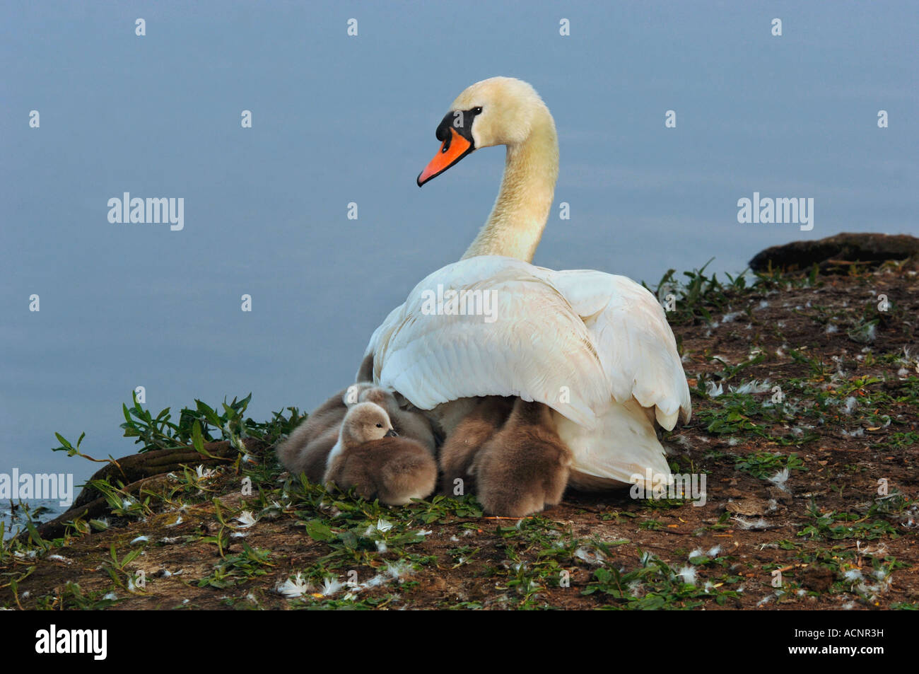 Mute Swans,(Cygnus olor).Female Mute Swan Sitting With Her Young Stock Photo - Alamy