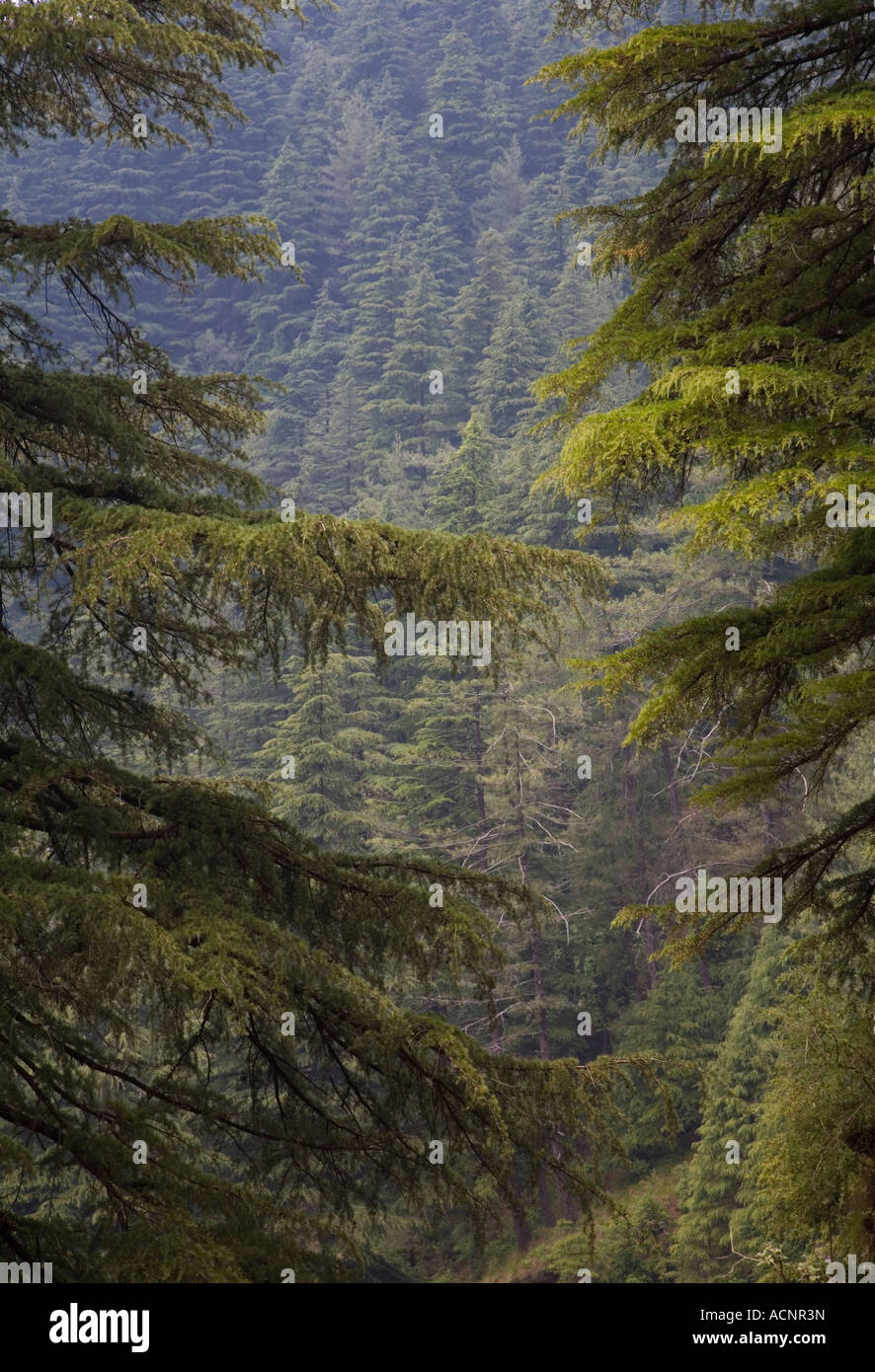 Himalayan pine forest hi-res stock photography and images - Alamy