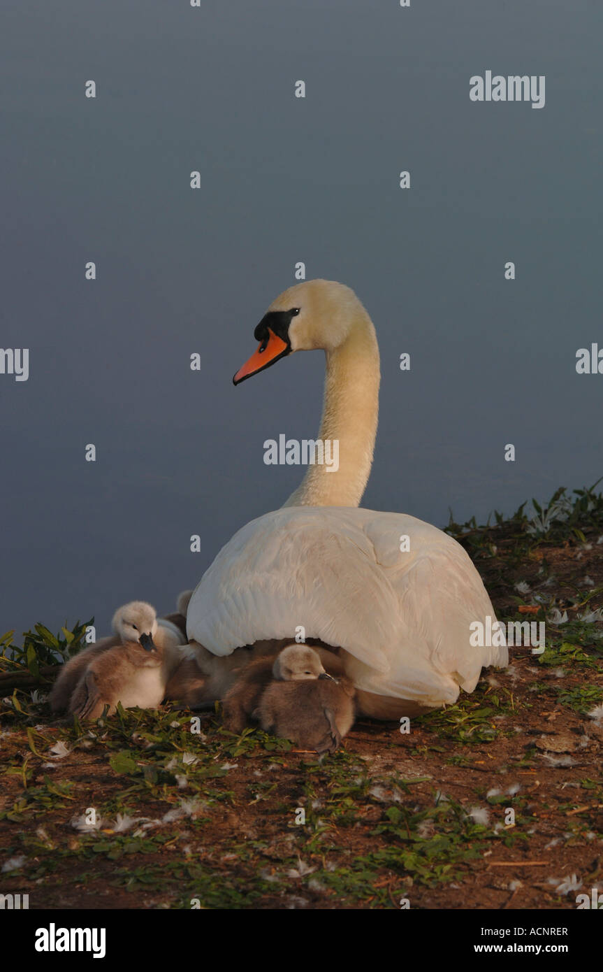 Mute Swans,(Cygnus olor).Female Mute Swan Sitting With Her Young Stock Photo - Alamy