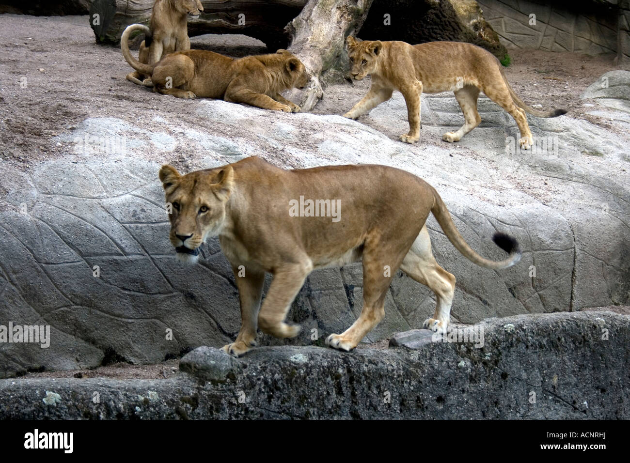 Lions in a zoo Stock Photo - Alamy