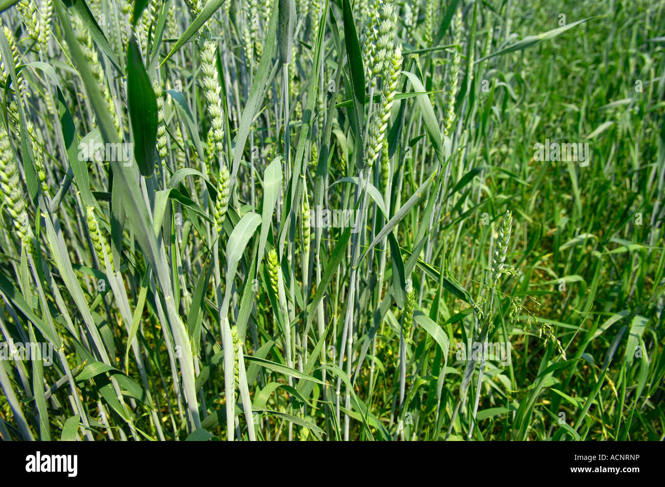 tall grass green rural countryside german germany generic european ...