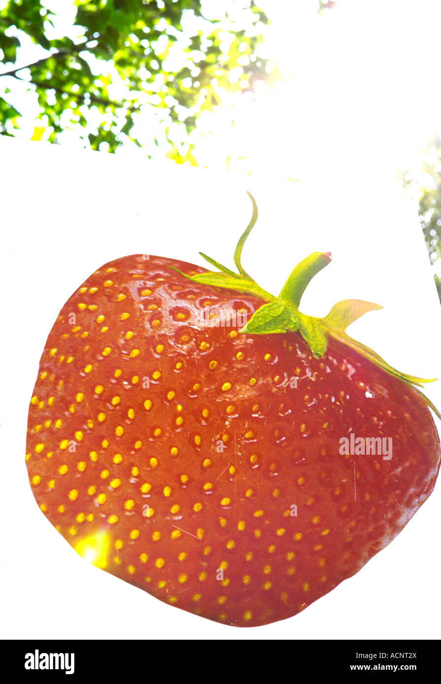 strawberry sign german germany deustch deustchland europe red fruit ...