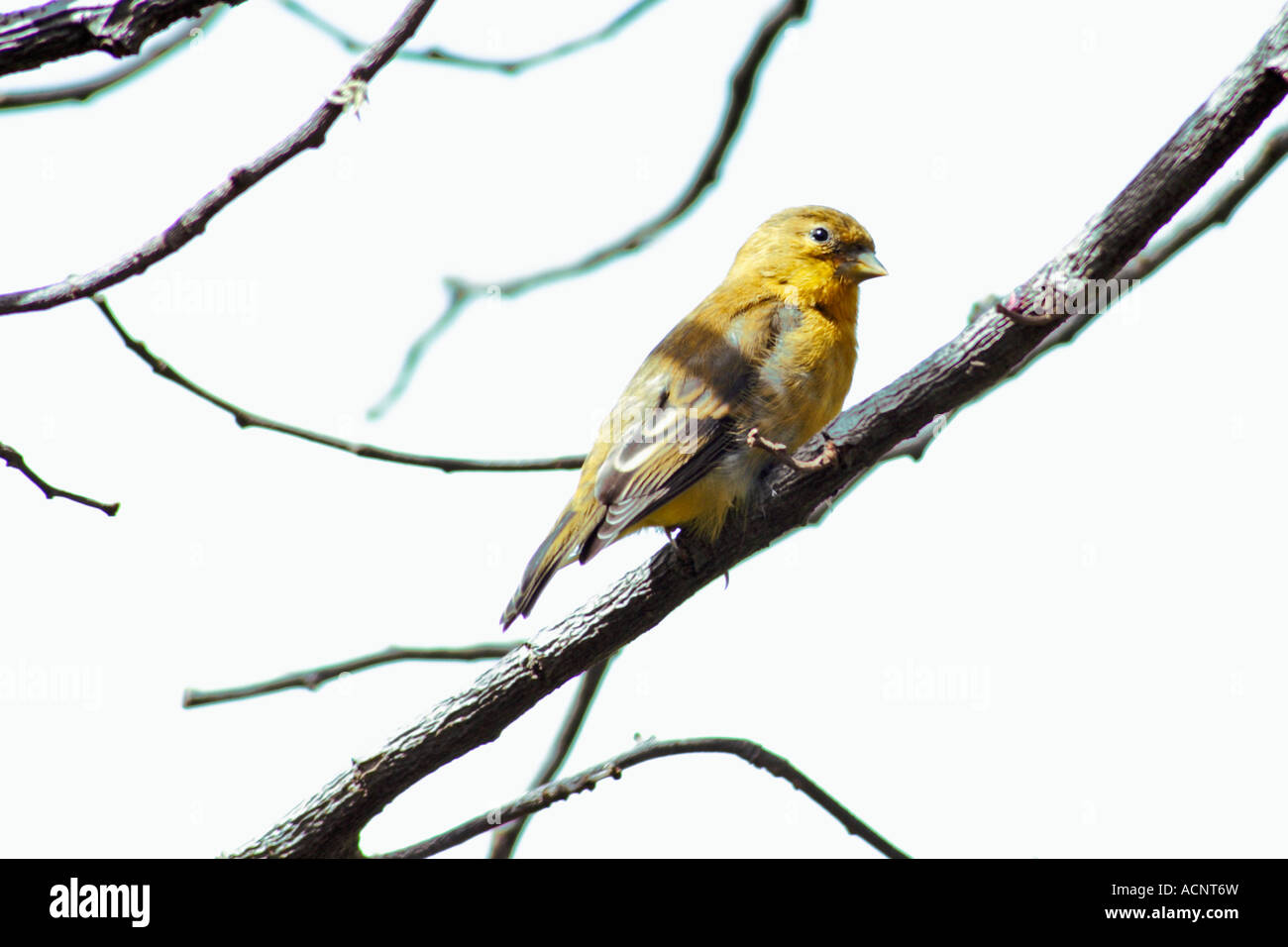 canary (Serinus Canarius), Sachica, Boyacá, Colombia, South America ...