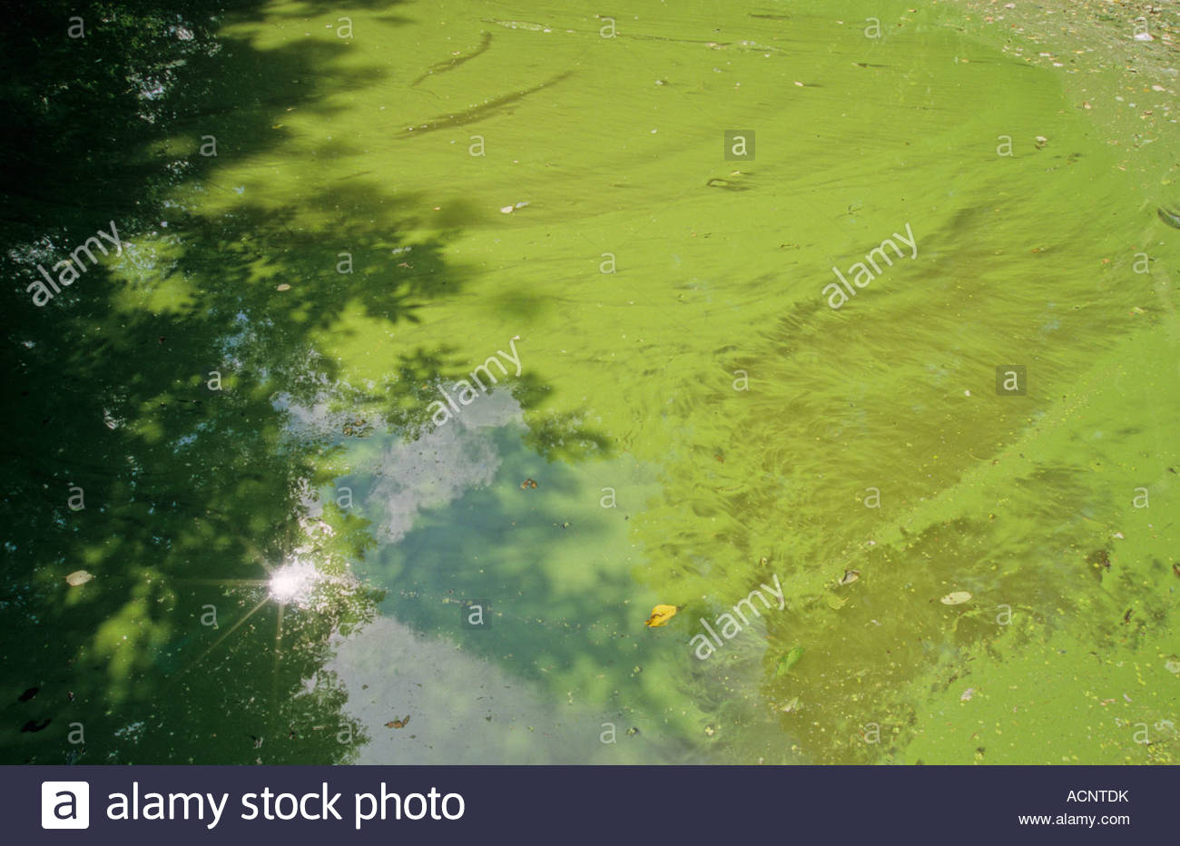 Blue Green Algae Bacteria