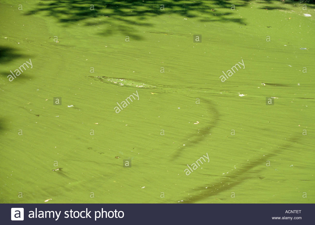 Cyano Bacteria High Resolution Stock Photography and Images - Alamy