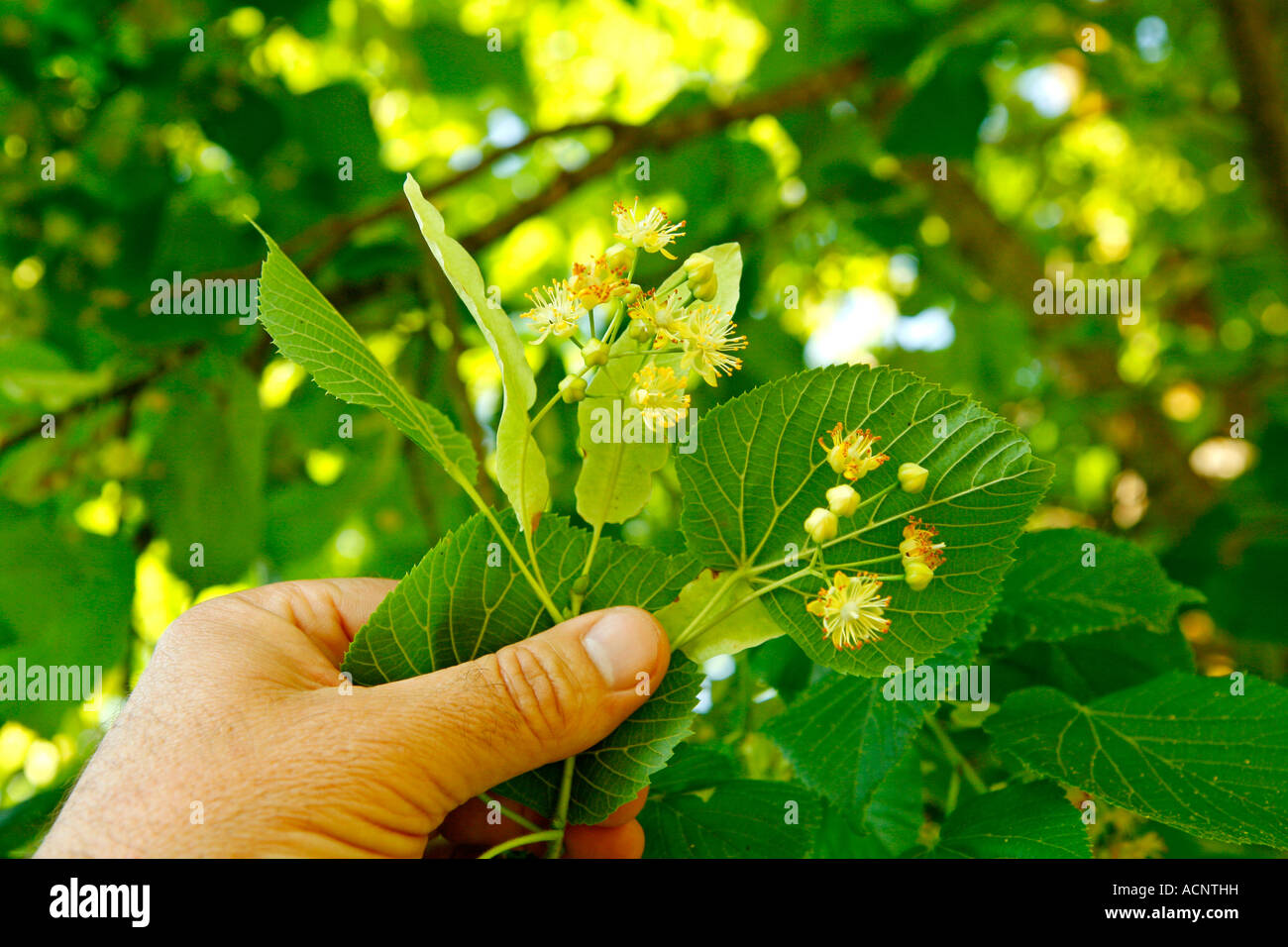 Common lime or linden tree (Tilia platiphyllos Stock Photo - Alamy