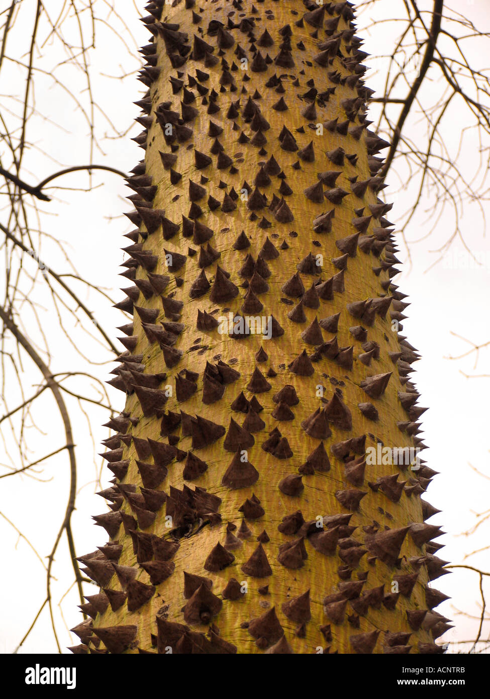 Kapok tree thorns hi-res stock photography and images - Alamy