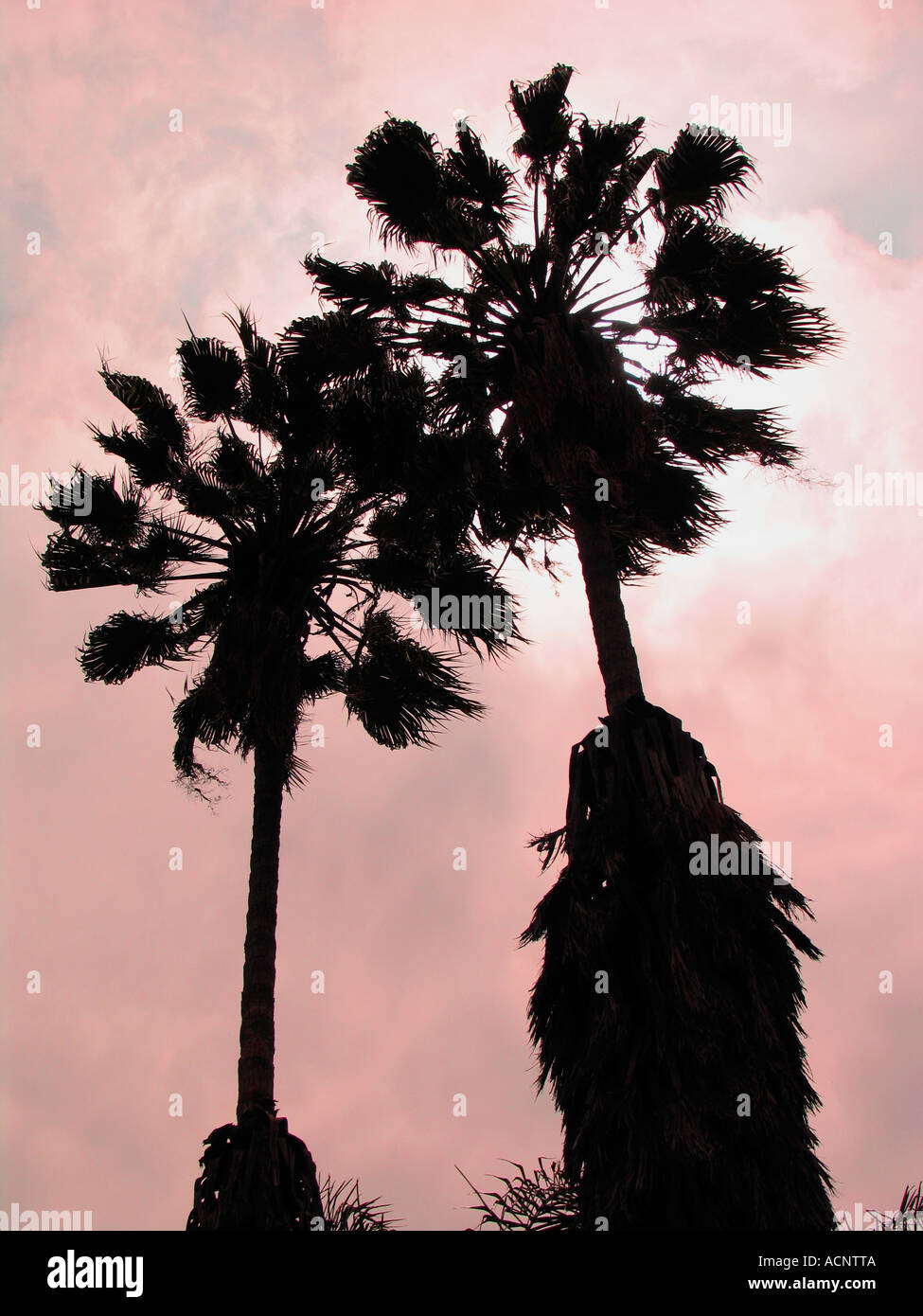 Palm Trees, LA Arboretum Stock Photo - Alamy