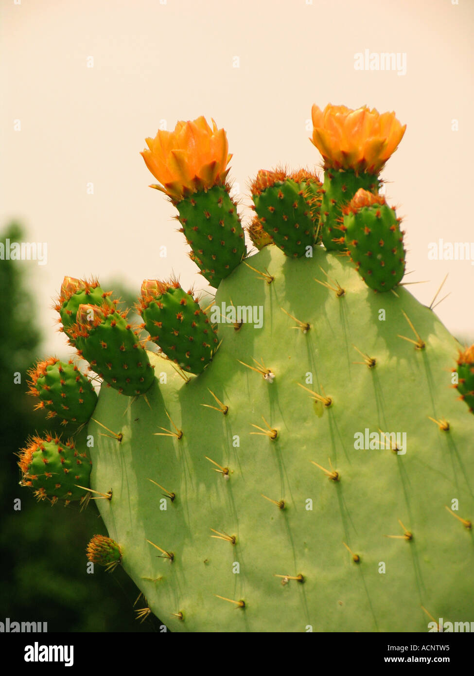 Cactus carpels hi-res stock photography and images - Alamy