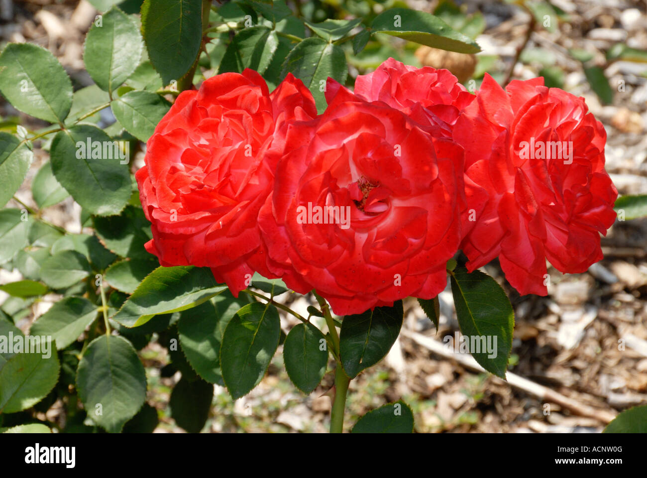 Class hybrid tea roses hi-res stock photography and images - Alamy