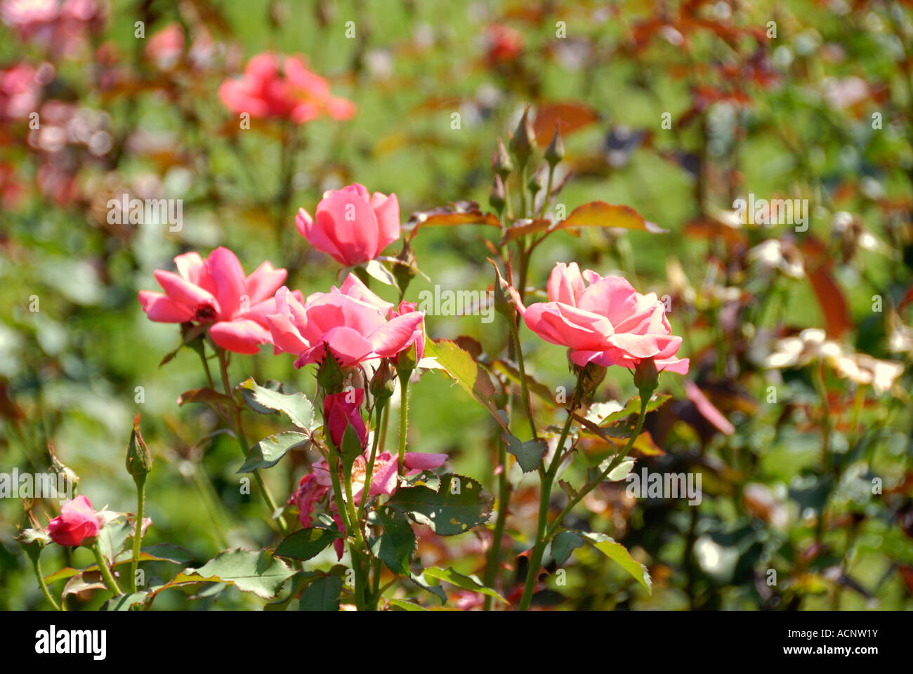 Vogue rose hi-res stock photography and images - Alamy