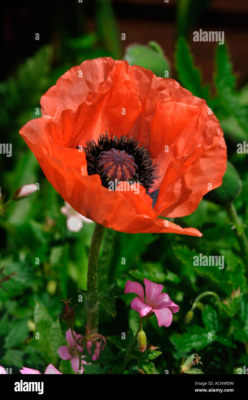 Poppy flower hi-res stock photography and images - Alamy