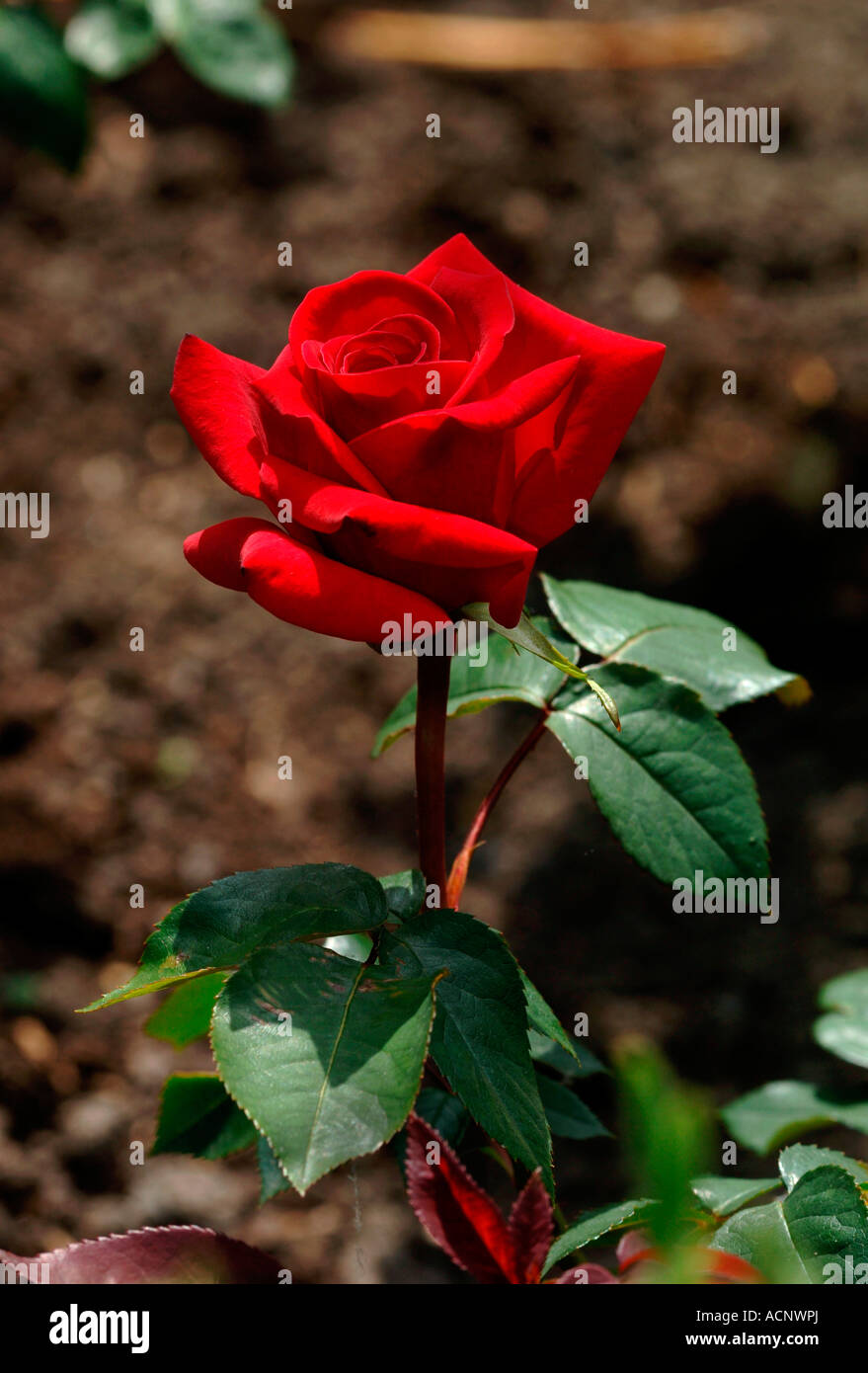 Ingrid bergman rose hi-res stock photography and images - Alamy