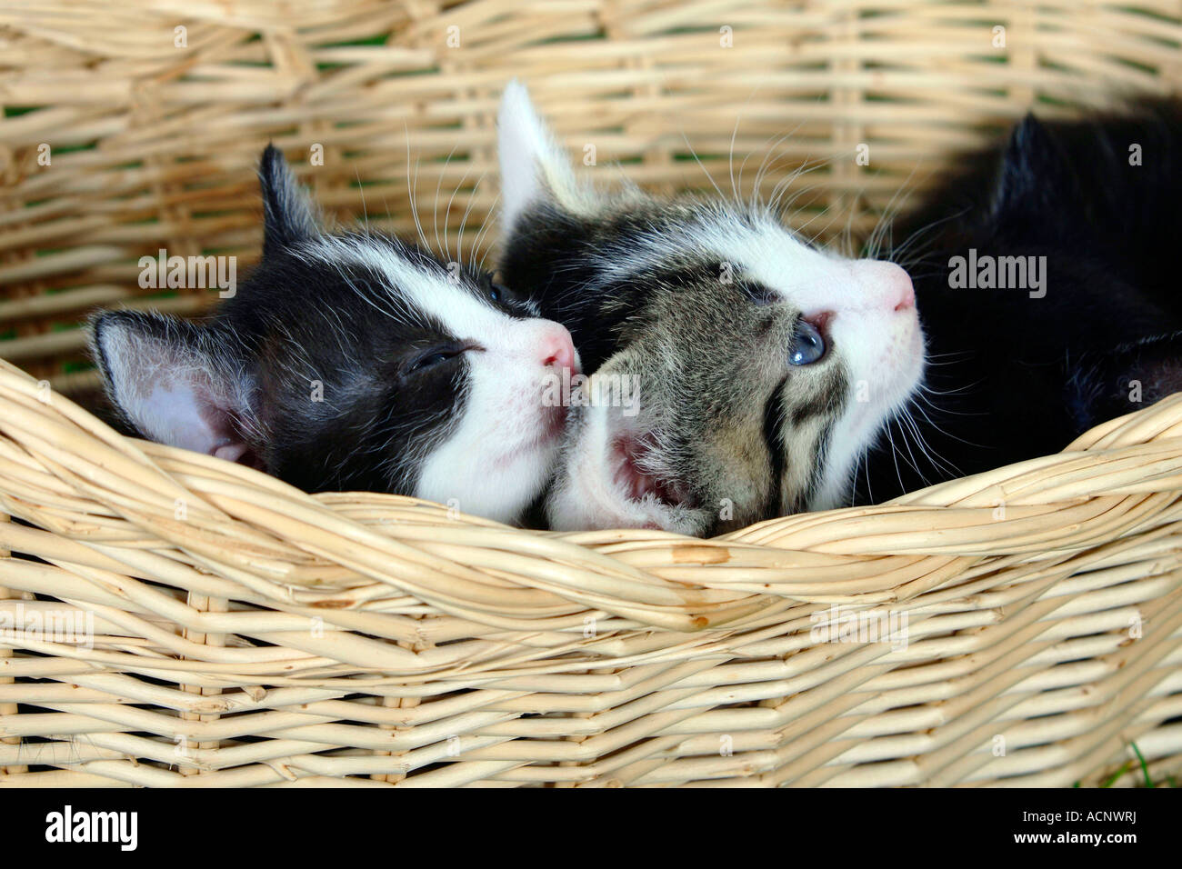 Kittens in basket hi-res stock photography and images - Alamy