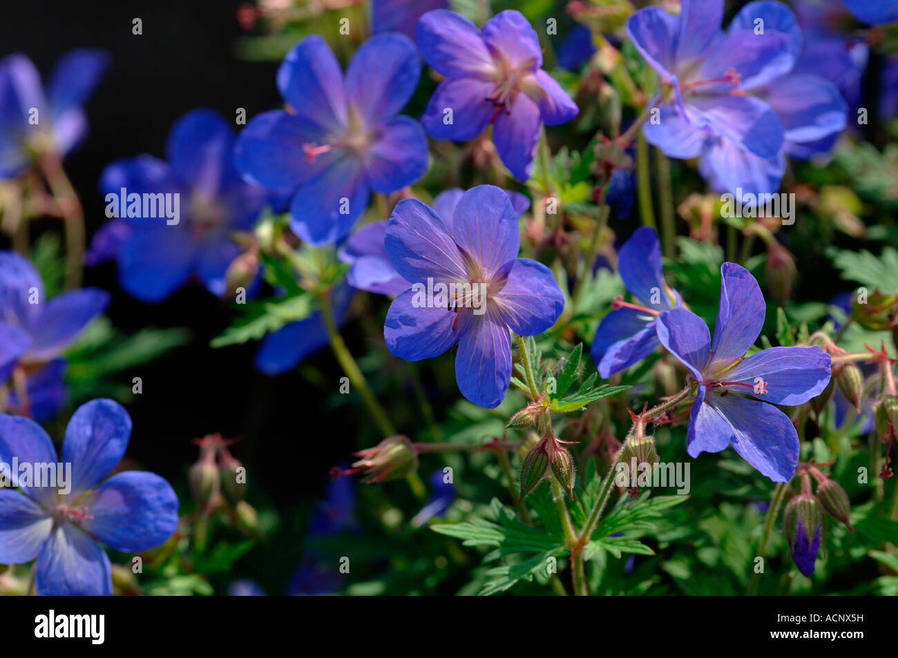 Species of geranium hi-res stock photography and images - Alamy