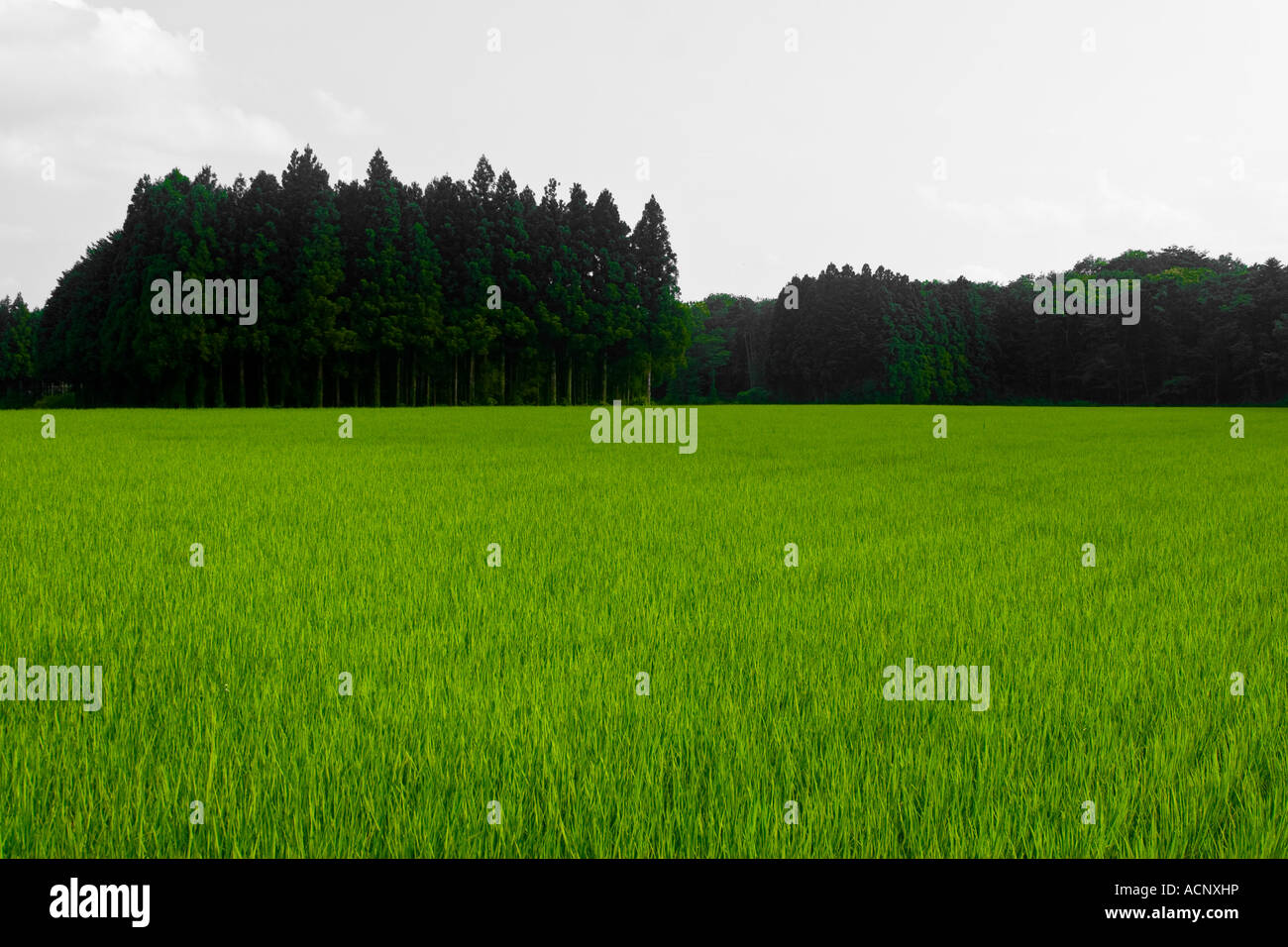 Rice field in Japan Stock Photo - Alamy