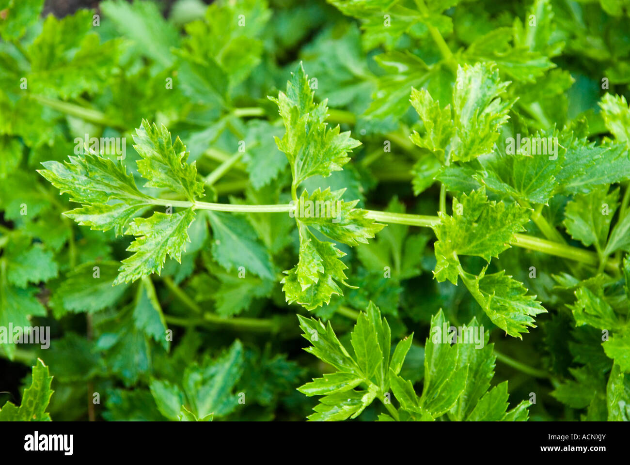 Wild celery apium graviolens Stock Photo - Alamy