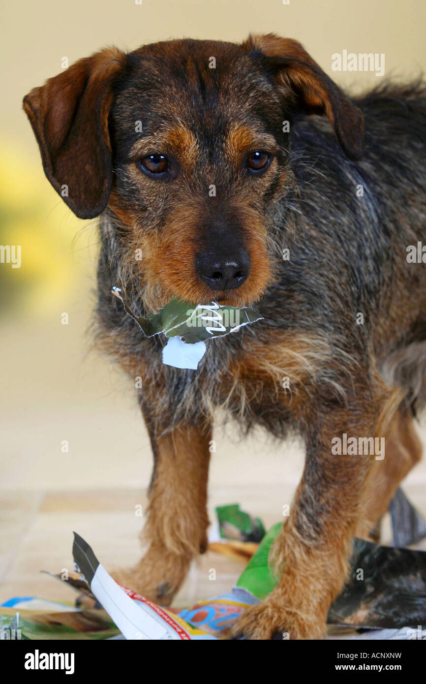 Tearing up hi-res stock photography and images - Alamy