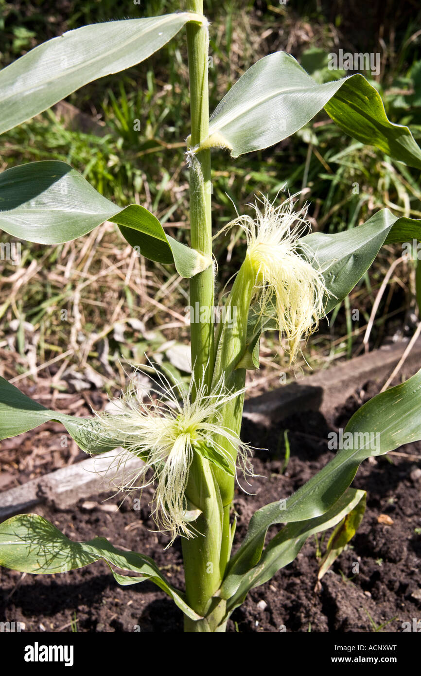 Summer sweetcorn on an allotment in the UK Stock Photo - Alamy