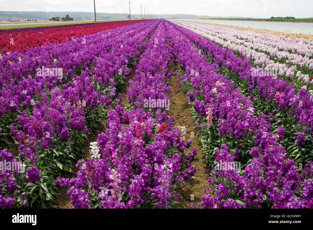 Lompoc flower fields hi-res stock photography and images - Alamy