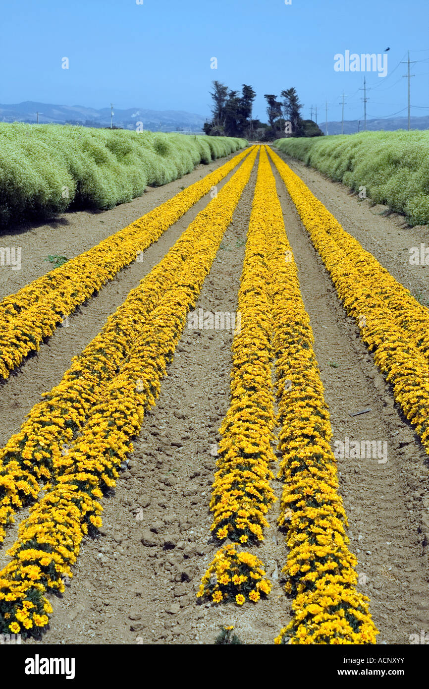 Flower fields in Lompoc Stock Photo - Alamy